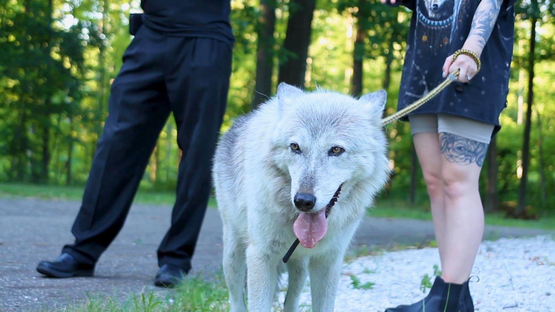 Media | Raging Wolf Solutions